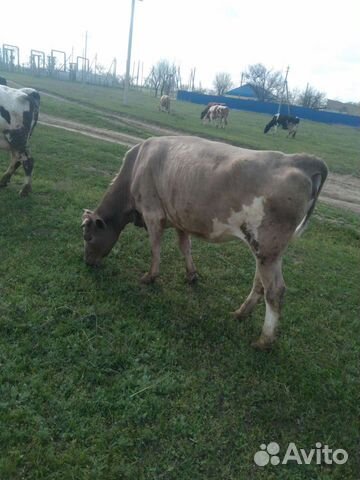 Тёлка на мясо