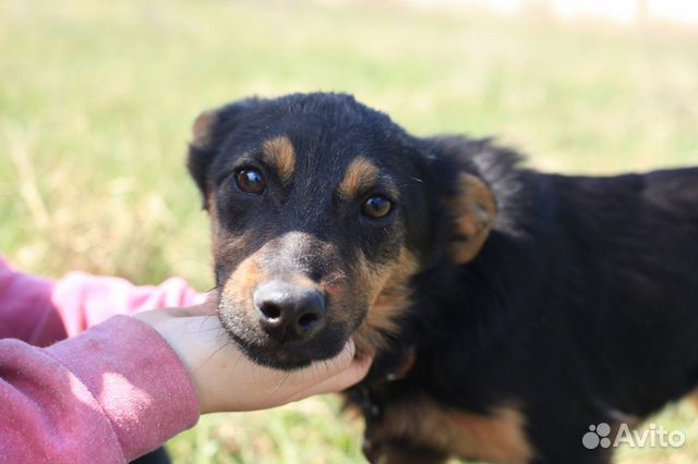 Щенок в добрые руки