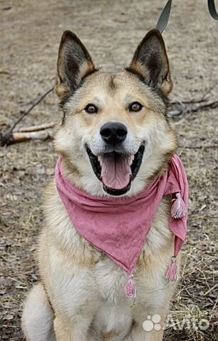 Домашний красавчик Джони, отдам в хорошие руки