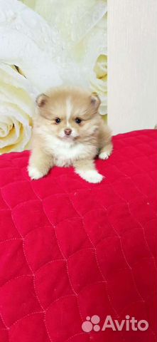 Мини мальчик