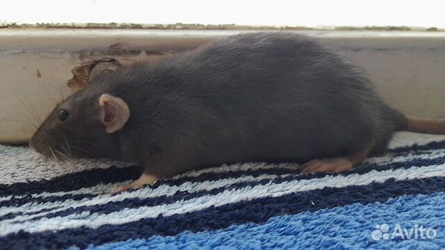 Декоративная крыса дамбо