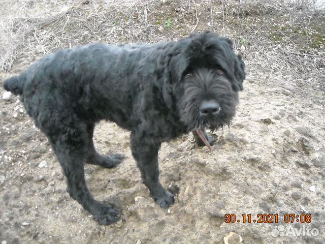 Русский черный терьер в дар