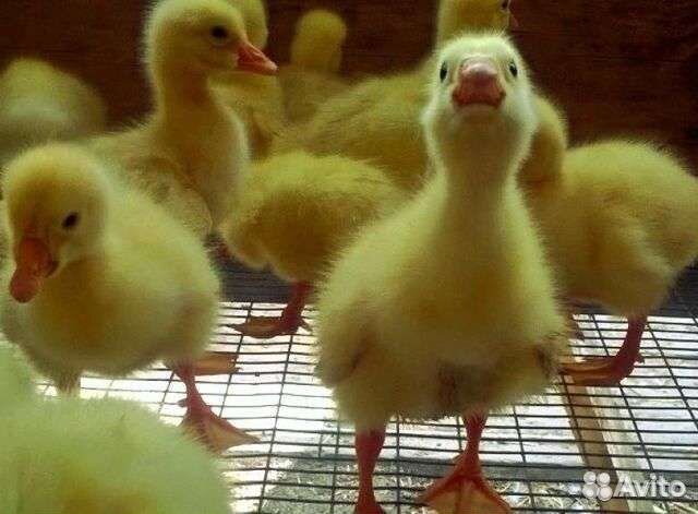 Гусята Датский Легард