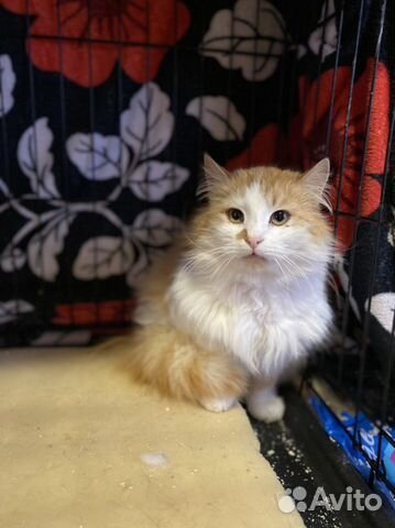 Кот пушистый