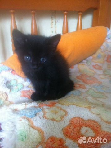 Котенок