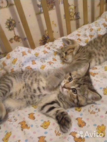 Британские котята