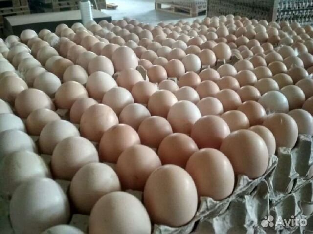 Инкубационное яйцо бройлера Арбор Айкрес (кобб700)