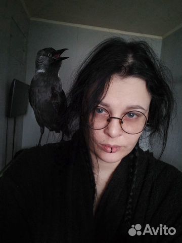 Галка в хорошие руки