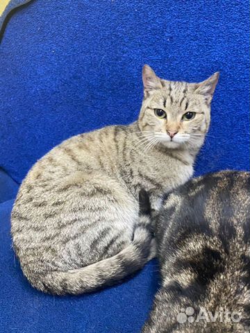 Красавица Муся в добрые руки дар бесплатно