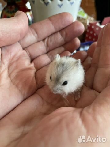 Продам хомячков
