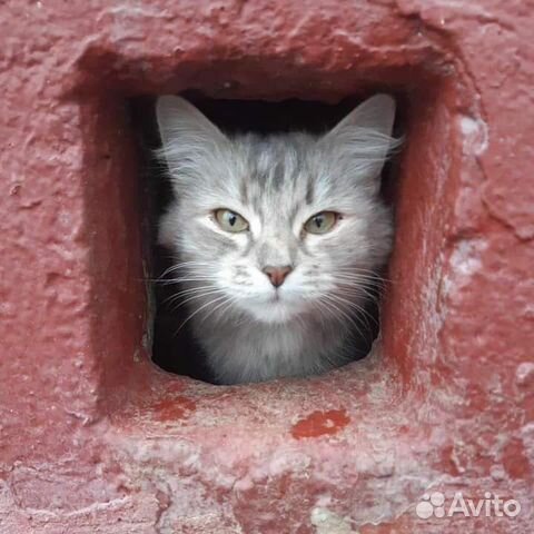 Оставили ласкового котенка при переезде,ищем дом