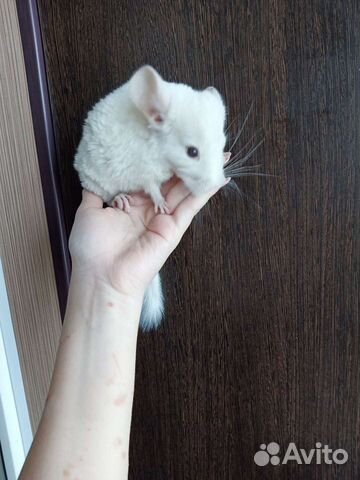 Шиншиллята