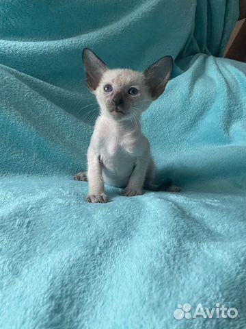 Ориентальные котята