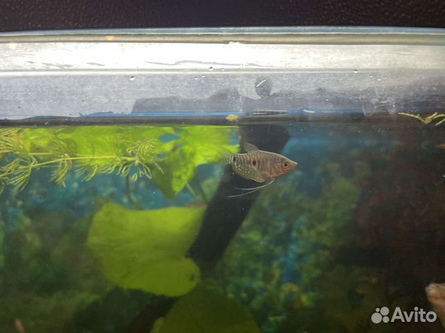 Аквариумные рыбки гурами