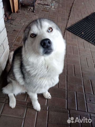 Сибирский хаски