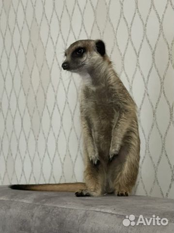 Домашние животные