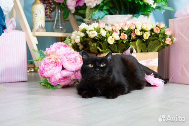 Спокойная кошка-метис