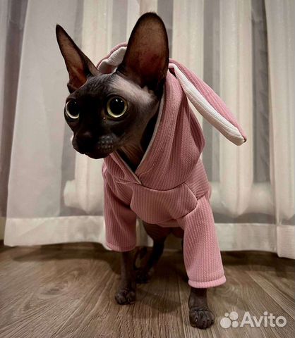 Открыт резерв котят Канадский сфинкс