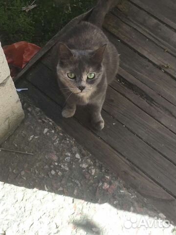 Кошка в дар