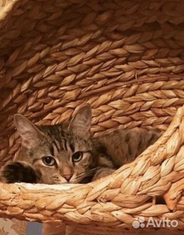 Кошка
