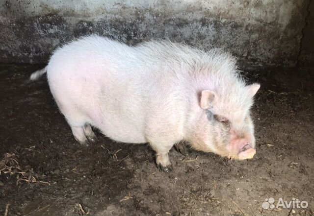 Вьетнамский кабан