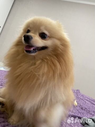 Шпиц для вязки