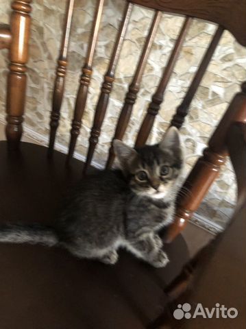 Котята мышеловы 6 недель