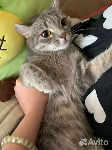 Кошки бесплатно