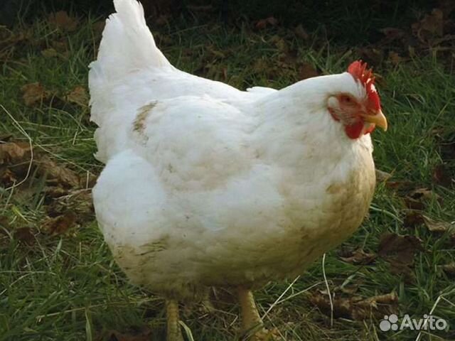 Куры бройлеры тушки мясо