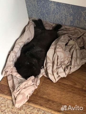 Чёрный британчик