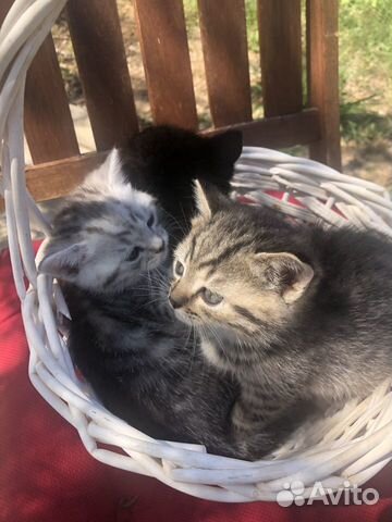 Шотландские котята