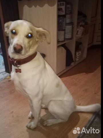 Собака в добрые руки