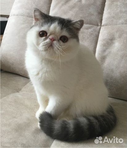 Экзотический котенок