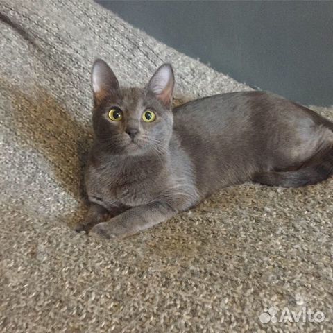 Дана, 7,5 месяцев, в добрые руки