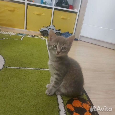 Кошка в дар бесплатно