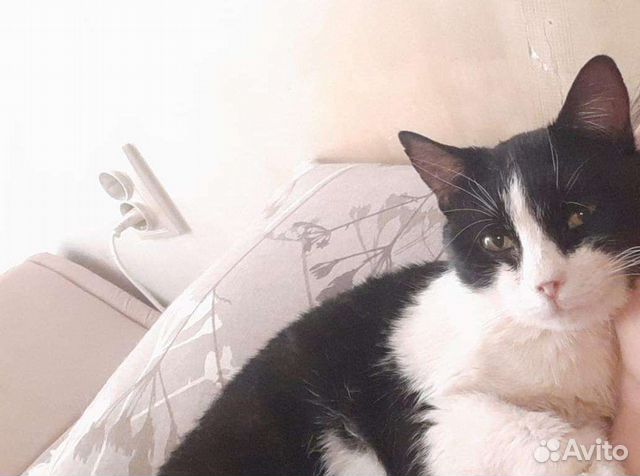 Котика ждут дома