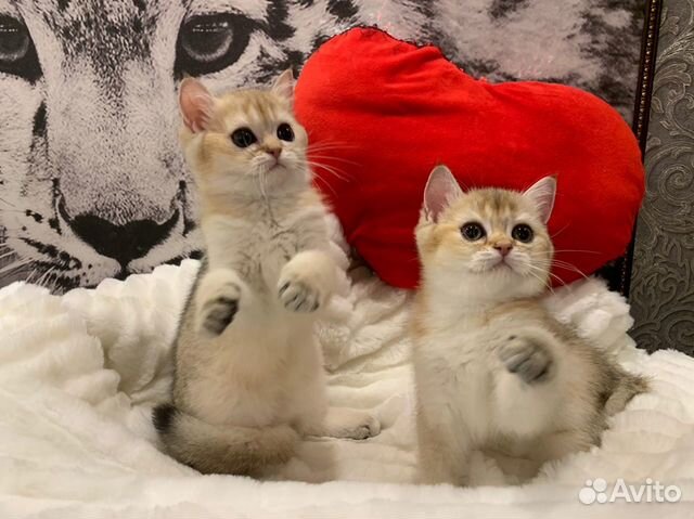 Британские котята