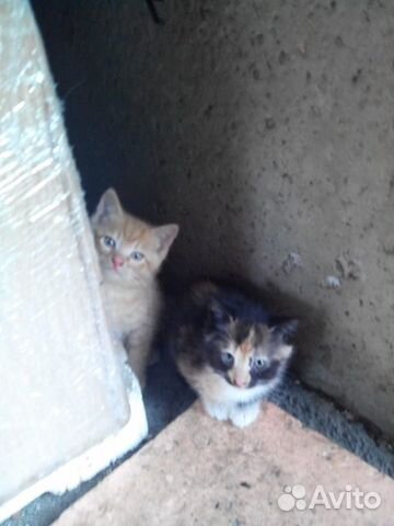 Кошка и котята в дар