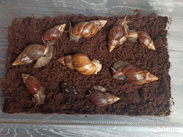 Улитки ахатины разные