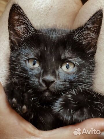 Котенок 2 мес