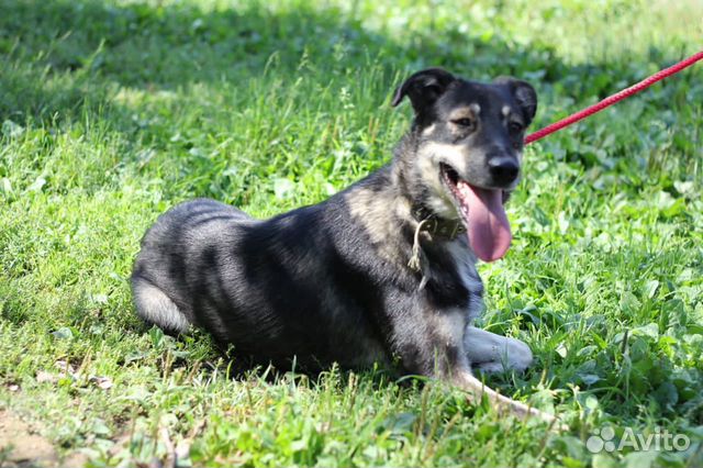 Весельчка Боня ищет человека