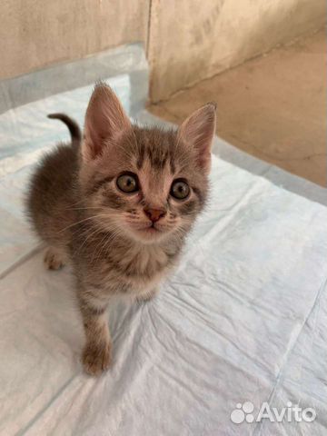 Спасённые котятки