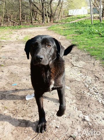 Черный мальчик Лорд лабрадор щенок 4мес