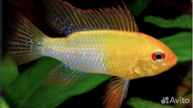 Апистограмма голд рыбка