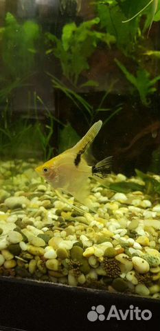 Рыбки скалярии