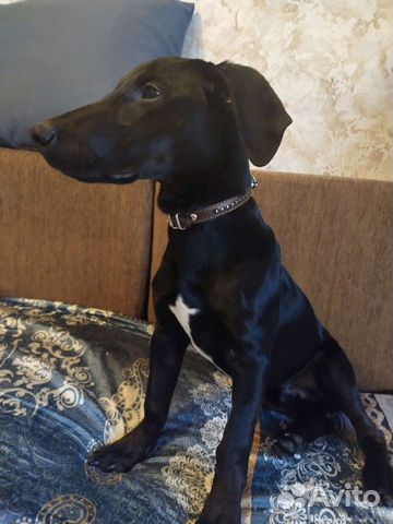 Собака в добрые руки, год- полтора