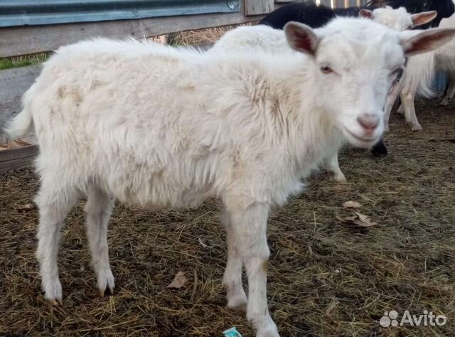 Коза дойная молочная