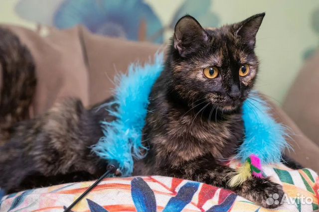 Кошка Матрешка в добрые руки