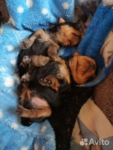 Йоркширский терьер миники