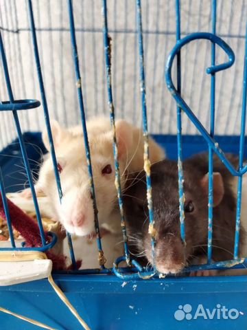 Крыса домашняя